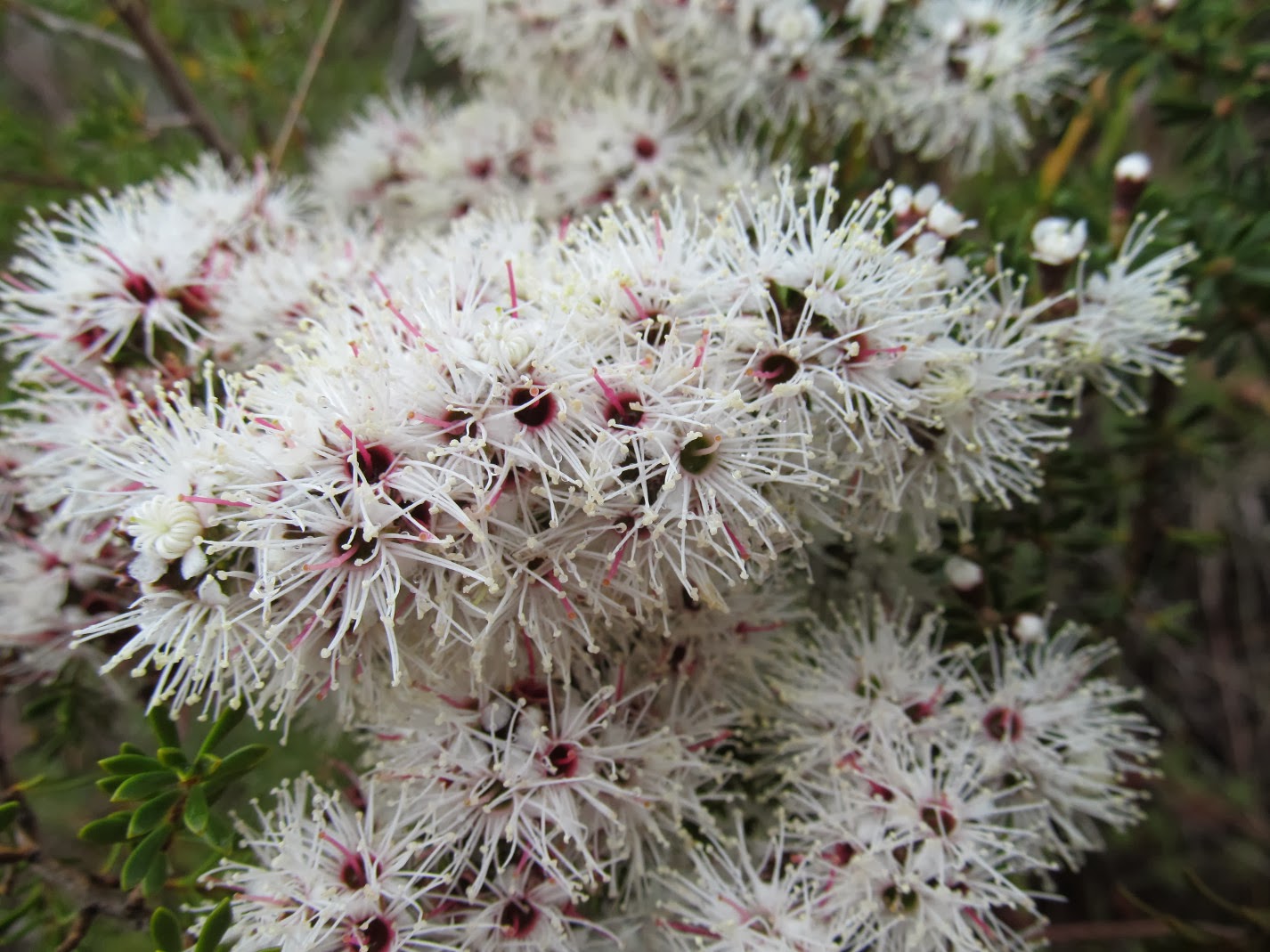 PhyloBotanist: Botany picture #127: Kunzea ambigua