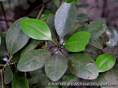 tHE tiDE cHAsER: Ceriops zippeliana