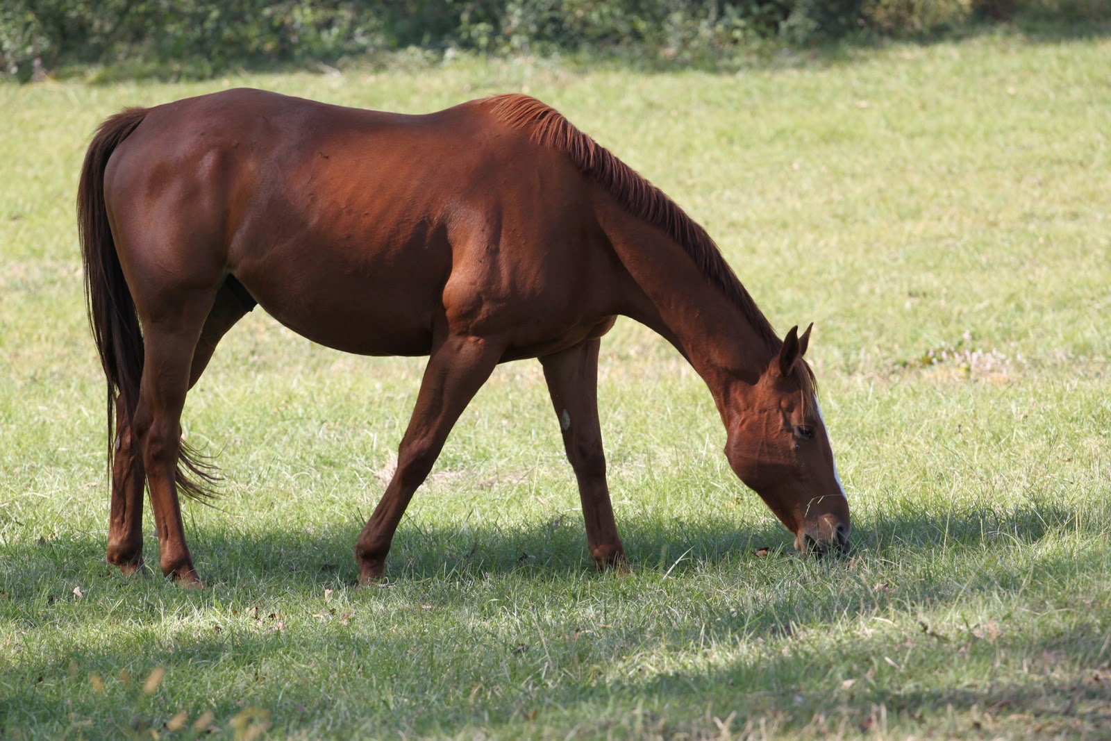 Springstone Horses: The Vicar