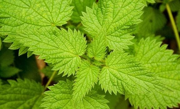 ShendetiIm.al: Hithra, ushqimi i pranverës