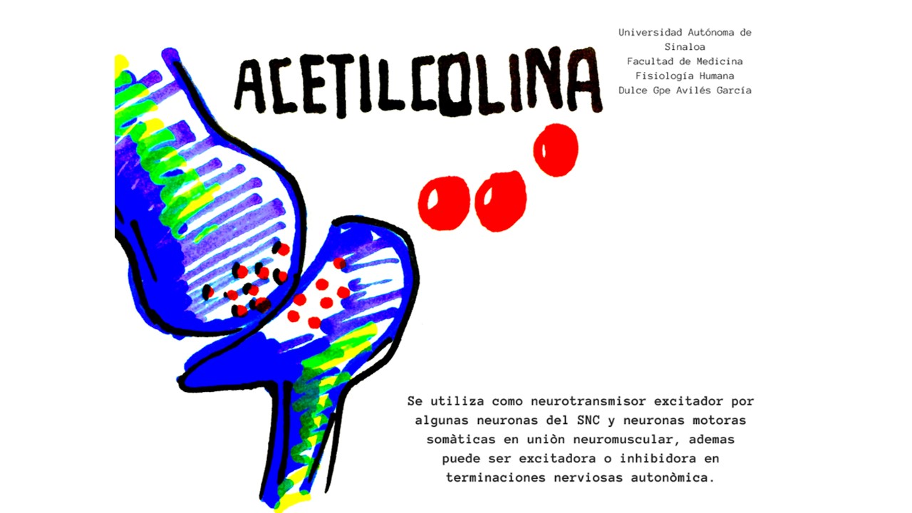 Dulce Gpe Avilés García Fisiología 2016 Gpo 10: Sinàpsis Quìmica ...