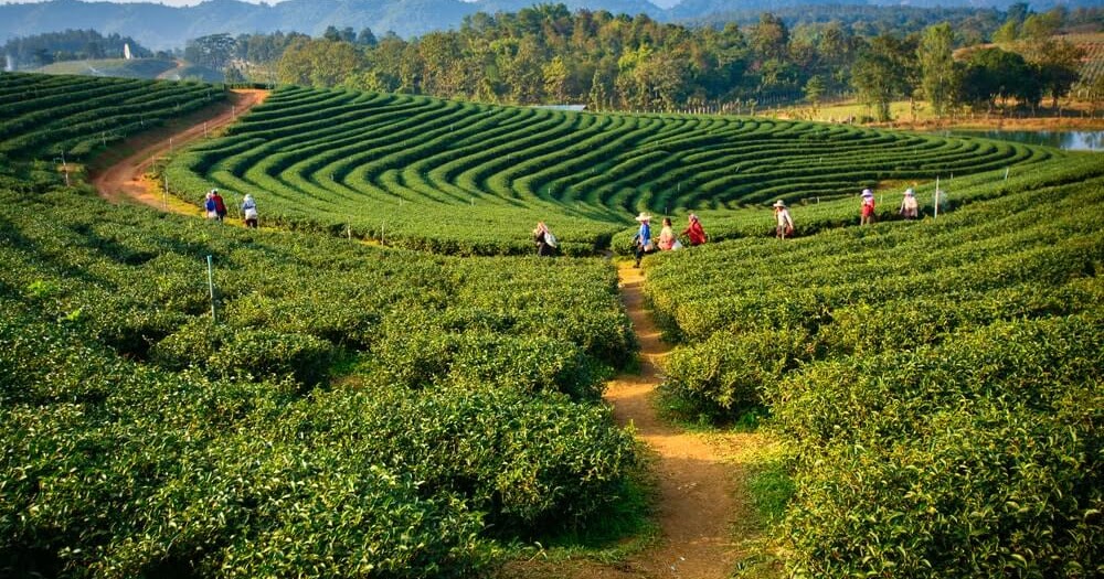 Kebun Teh Malino - Info Penginapan dan Harga Tiket Masuk