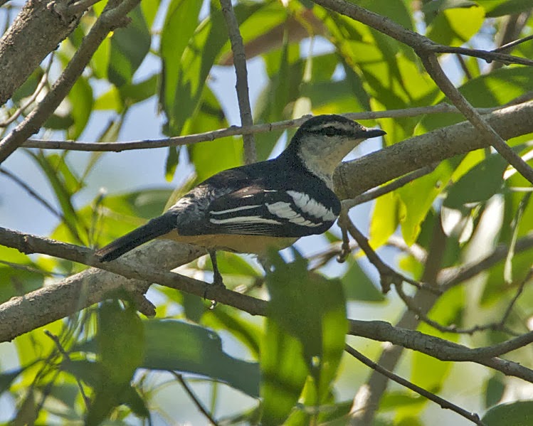 Variety of Life: Lalage leucomela