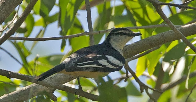 Variety of Life: Lalage leucomela
