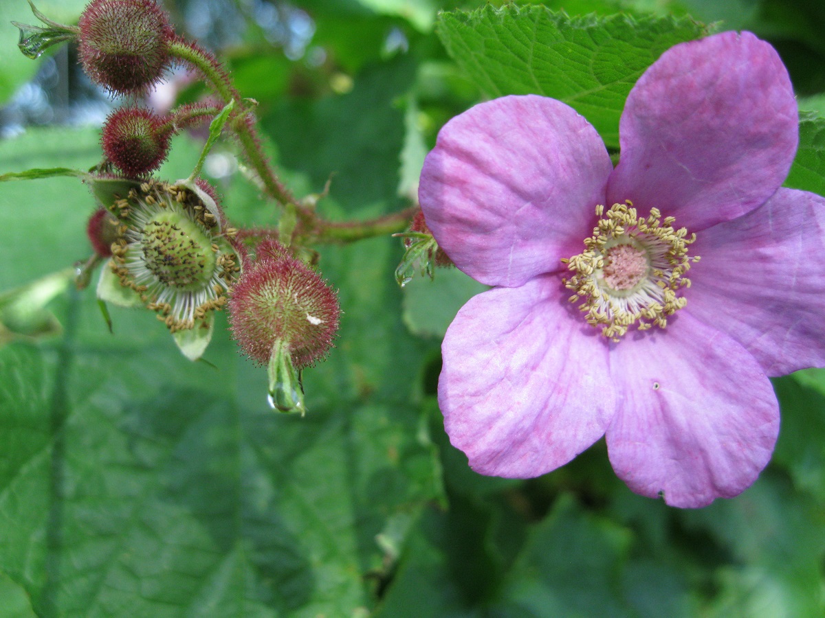 Plants and Stones: Purple Flowering Raspberry