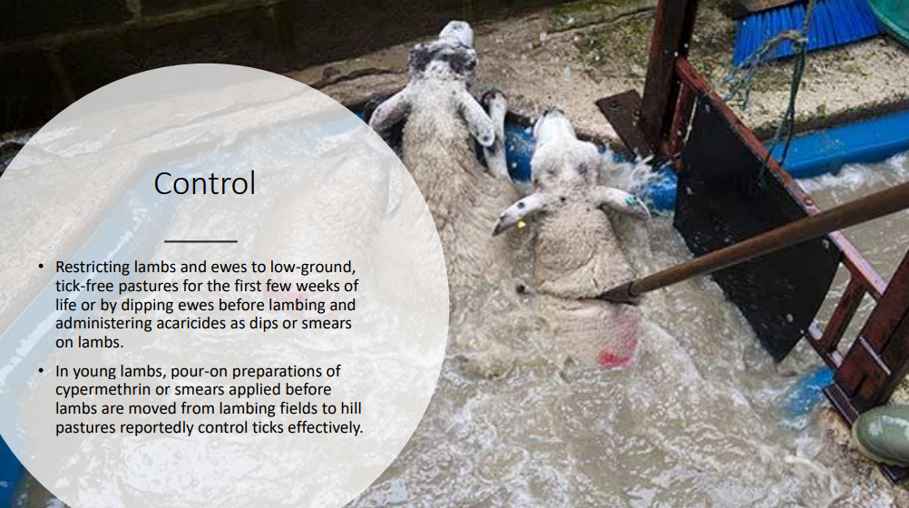 Tick Pyemia of Lambs