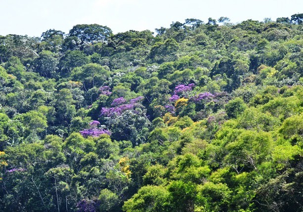 Blog Miracema.RJ: Flora - 5: panorâmicas de matas, árvores em destaque ...