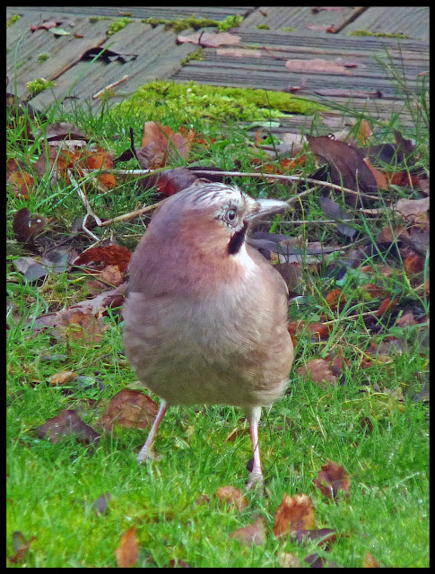 Wild and Wonderful: Home Patch: What the Robin Saw ...