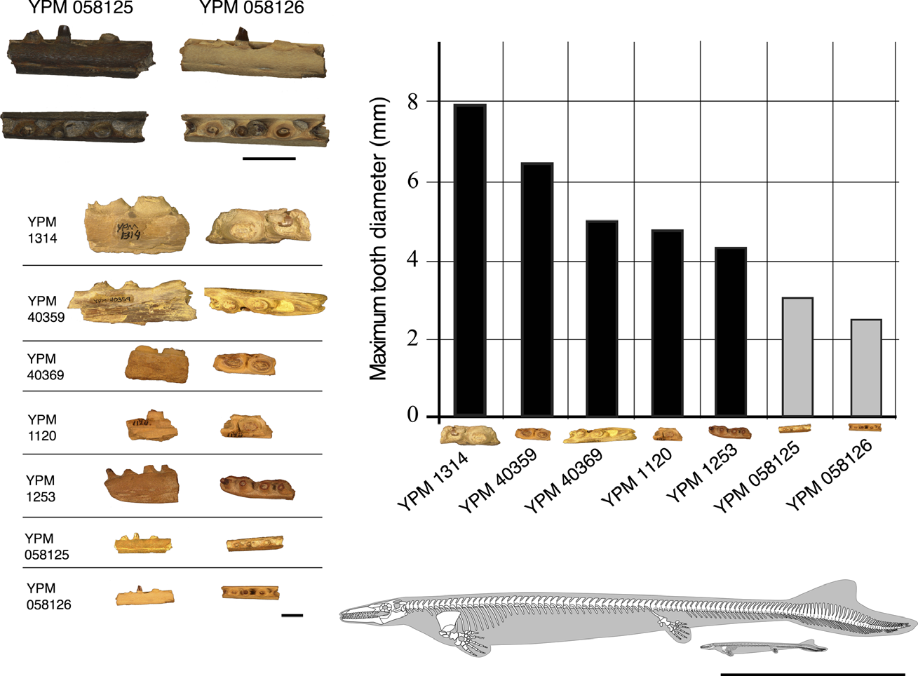 Paleontología y Evolución en la UCM: "Cariño, ¿Dónde pusistes los ...