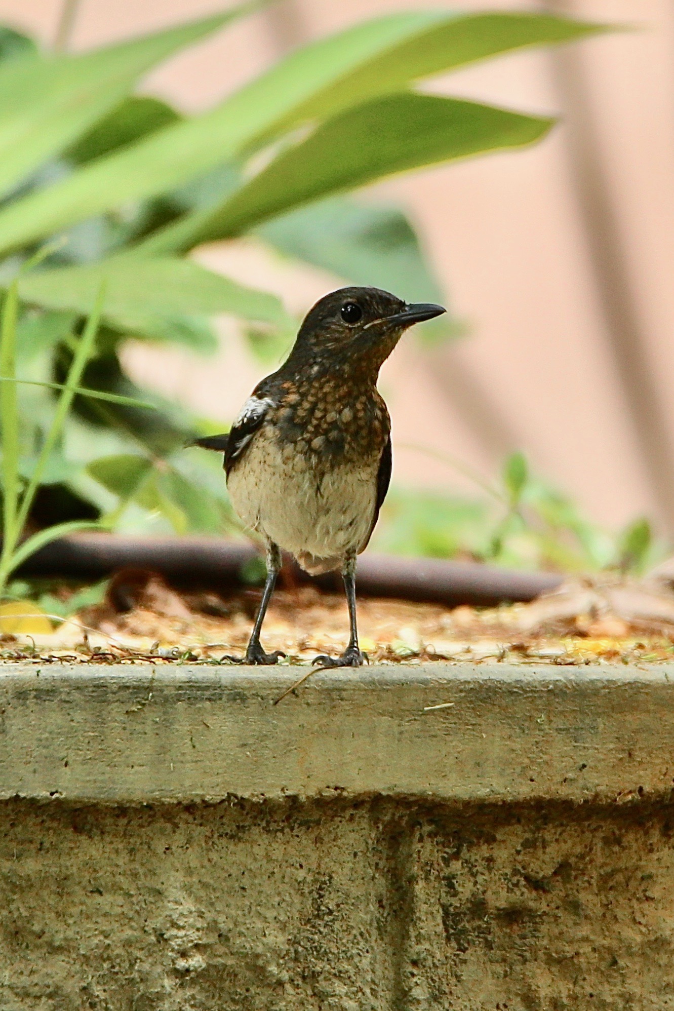 Oriental Magpie Robins Love Bathing