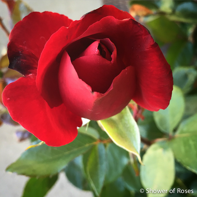 Shower of Roses: A Prayer of Mothers for their Children