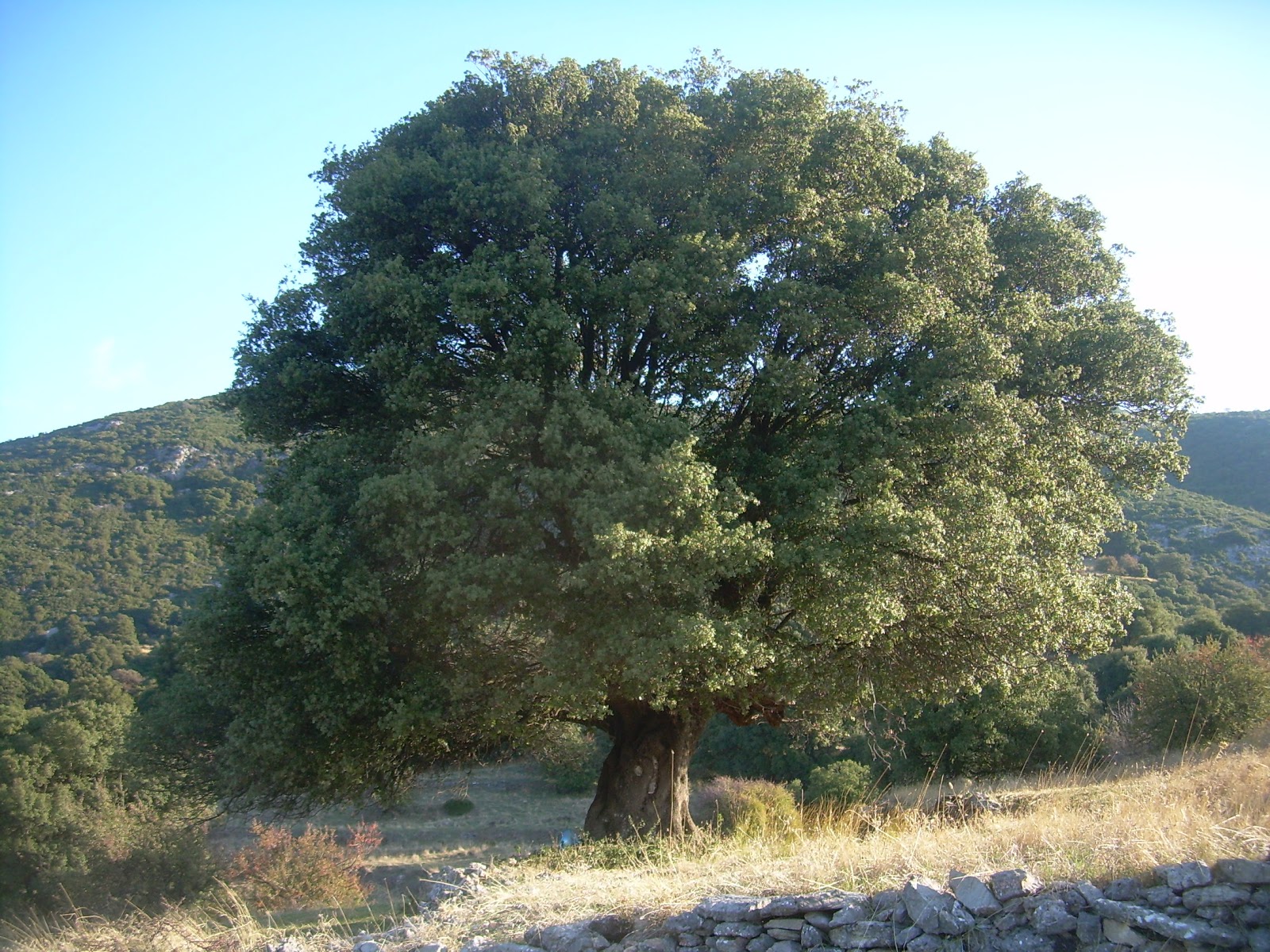 Μαρίνα Διαμαντοπούλου: Το πουρνάρι ή δρυς η κοκκοφόρος