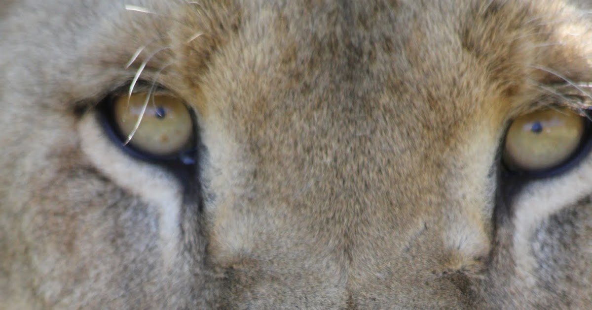 LOVE LIONS ALIVE by Andi Rive