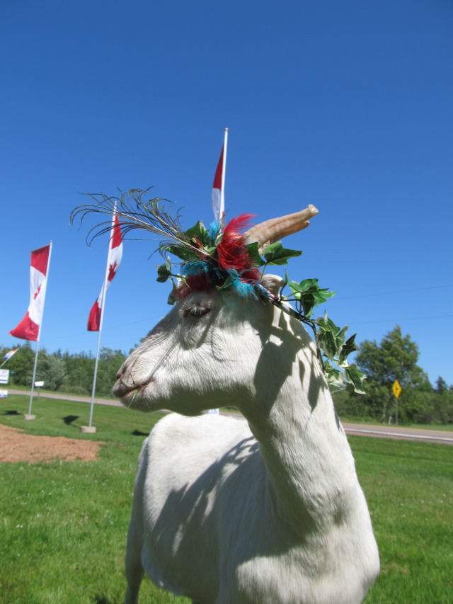 Runman: Here Comes The 3rd Annual Great Canadian Goat Run!