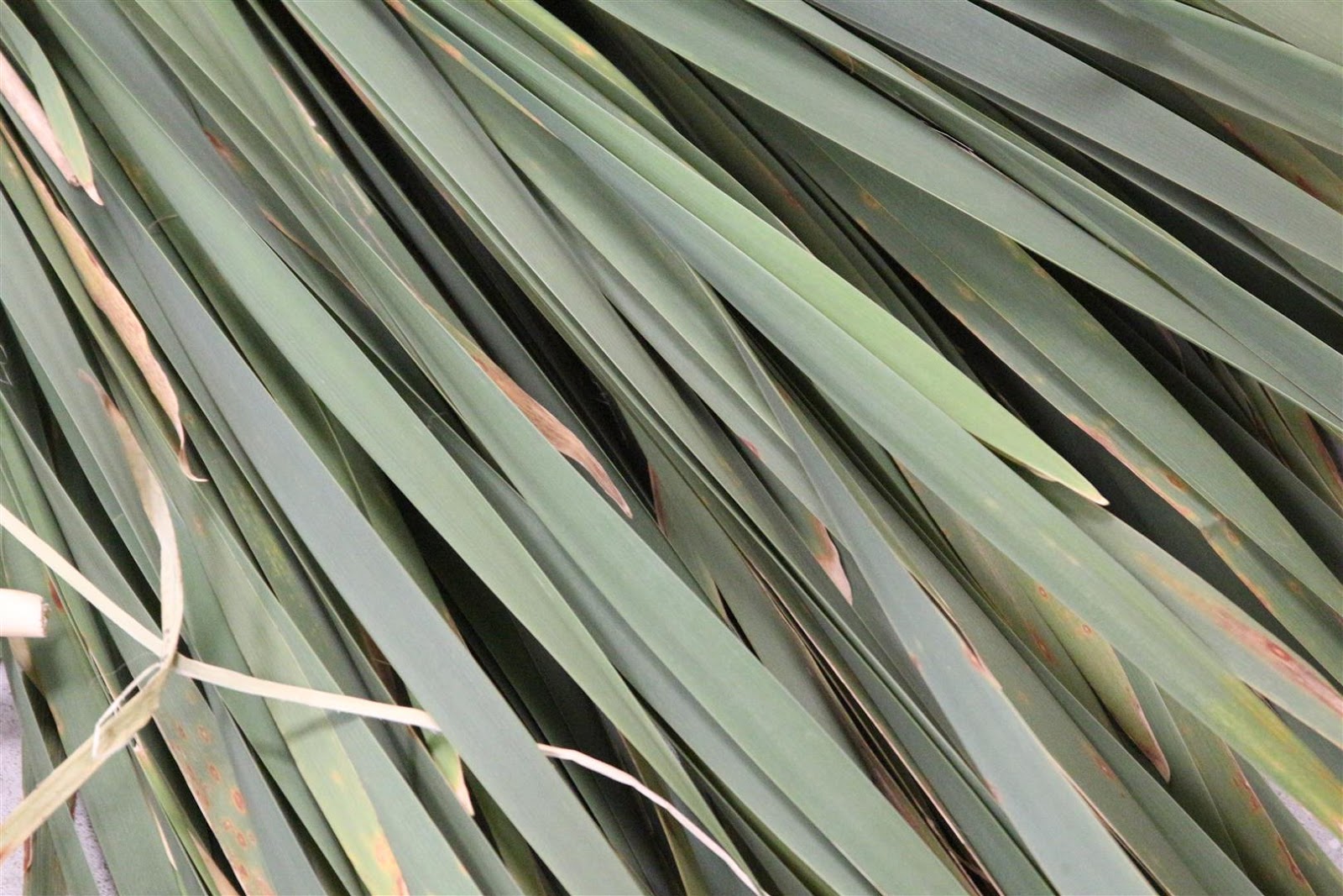 emuse: Baskets from foraged materials