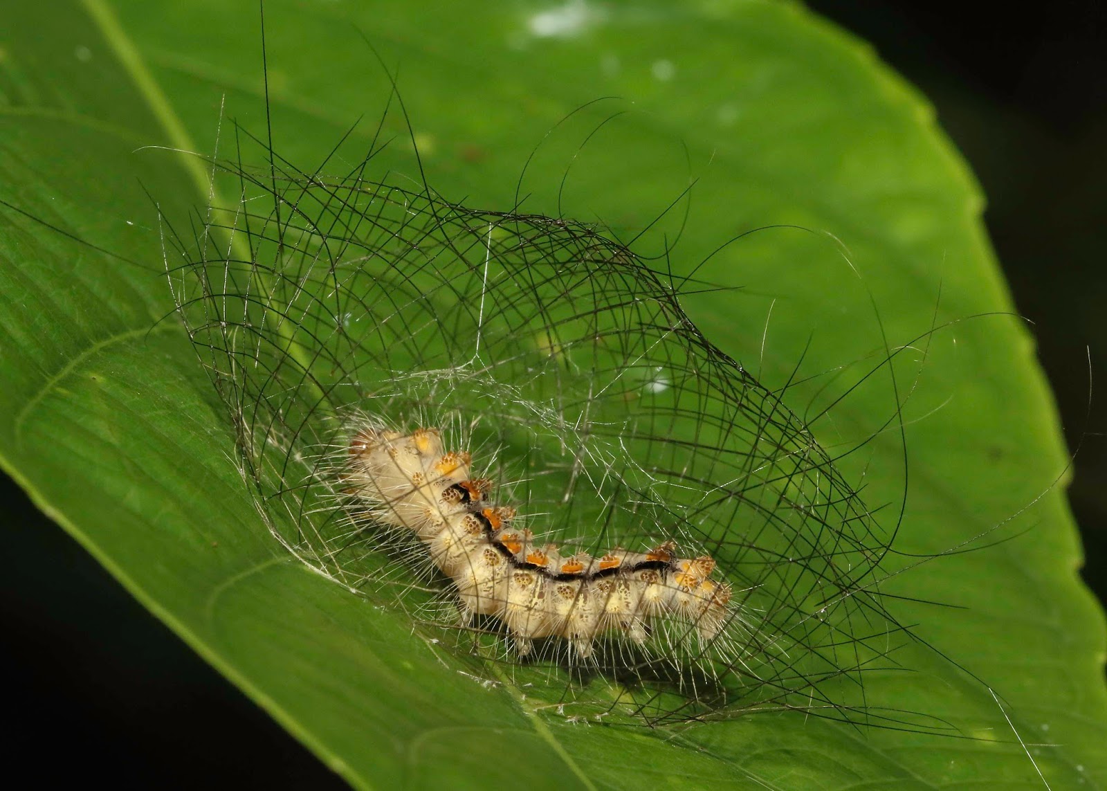 Butterflies of Vietnam: Cyana sp. (Footman moth)