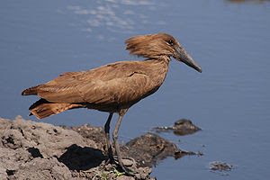 Molokai Girl: Unknown Unaus Ululate Unbelievably