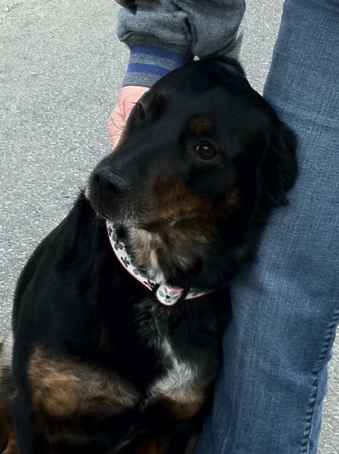 ONE DOG AT A TIME RESCUE