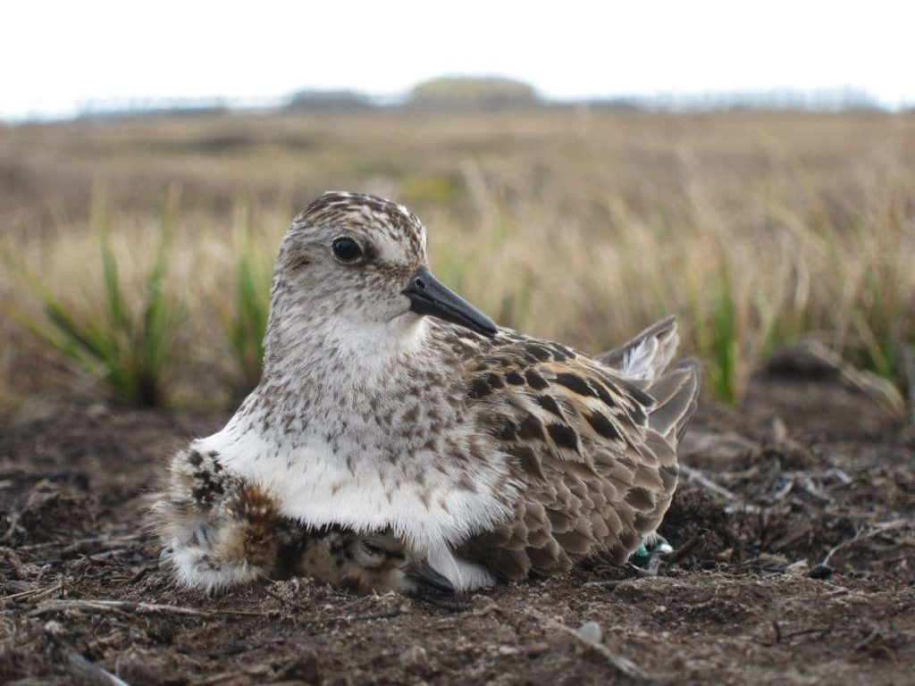 Enroque de ciencia: ¿Qué es ser un “cabeza de chorlito”? (1)