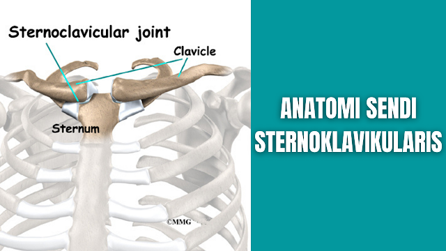 Anatomi Sendi Sternoklavikularis Manusia - Anatomi Tutorial