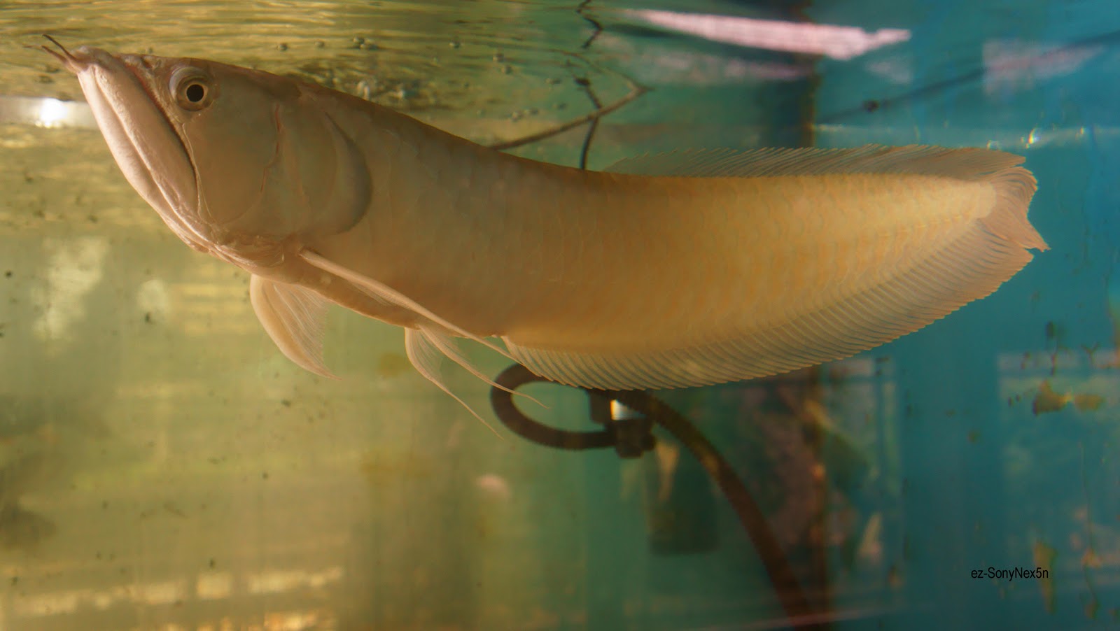 SONY-NEX5N: Aquarium Bandaraya, Kuching