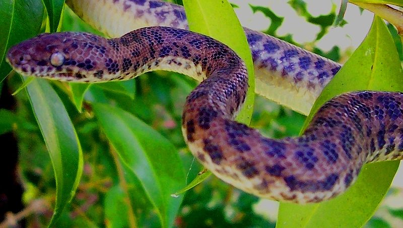 Every Day Is Special: January 25, 2012 Day of Serpents in Lithuania