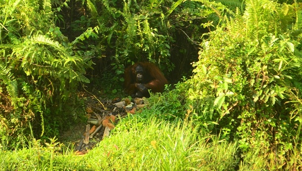 Frisca's Uniquely World: Borneo Orangutan Survival Foundation (BOSF ...