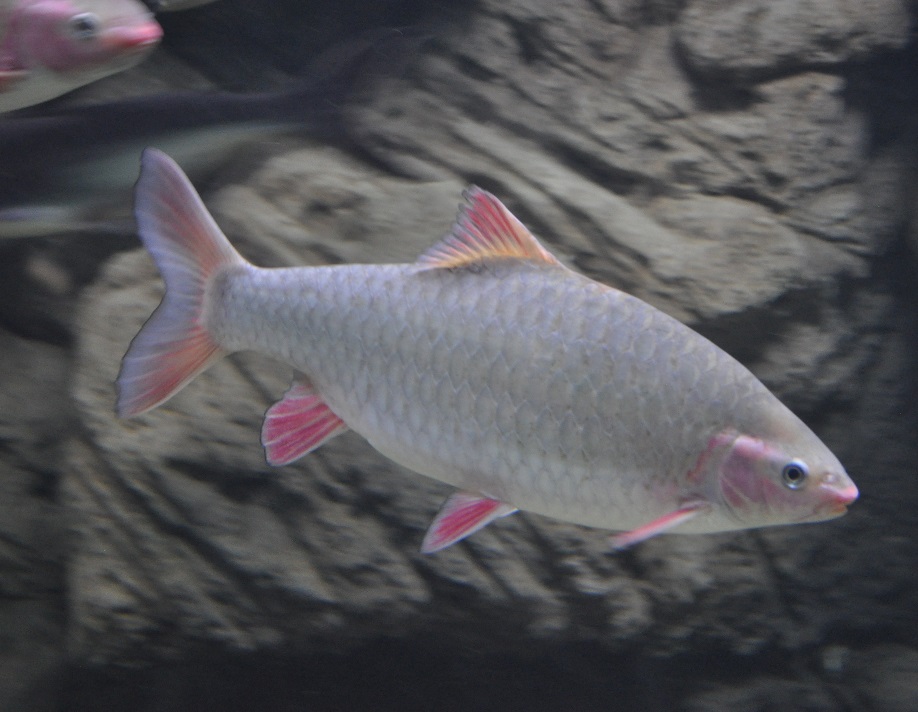 ZOOTOGRAFIANDO (6.100 ANIMALS): CARPA PHOENIX / CHINESE PHOENIX BARB ...