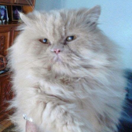 Persa filhotes Exóticos