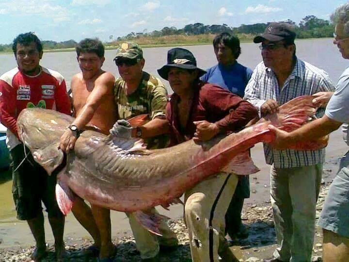 La Banda Deportiva PESCA: ENORME ROBAL EN EL BERMEJO