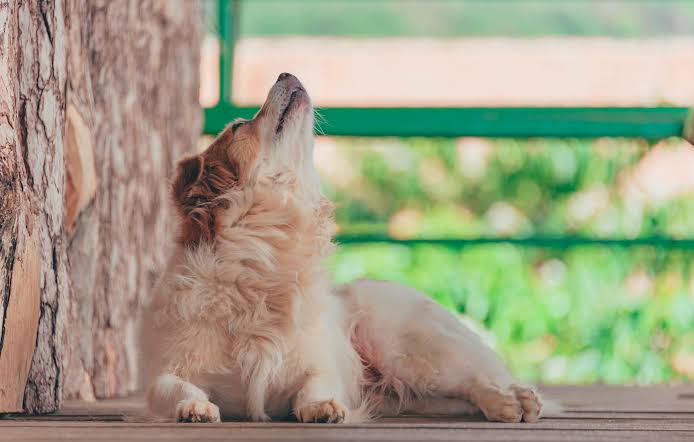 Why Do Dogs Howl? Types Of Howling