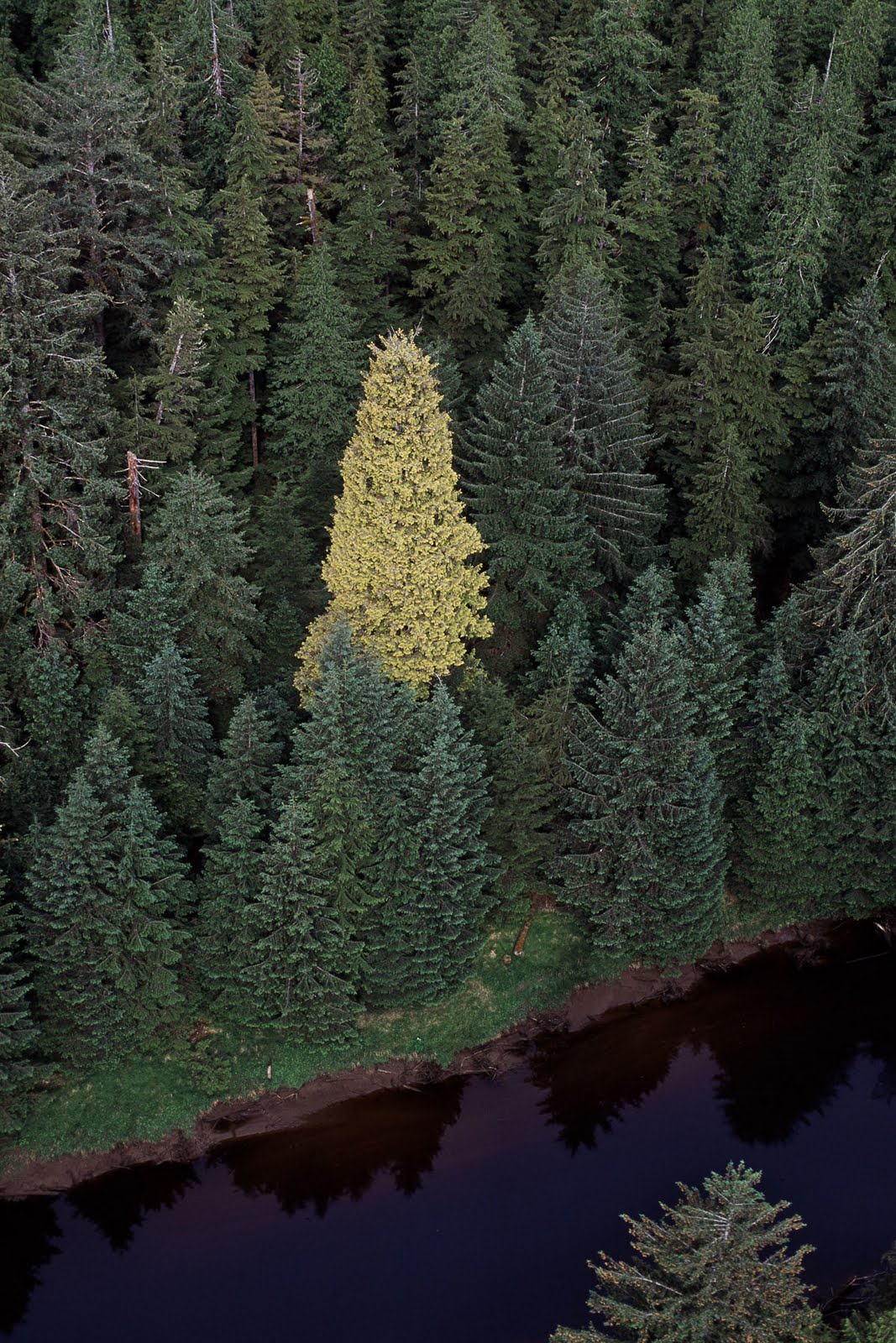 Kayak Yak: The Golden Spruce