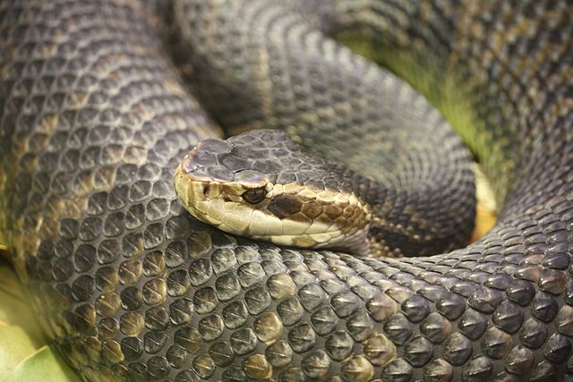 Endangered New Jersey: Snakes in New Jersey