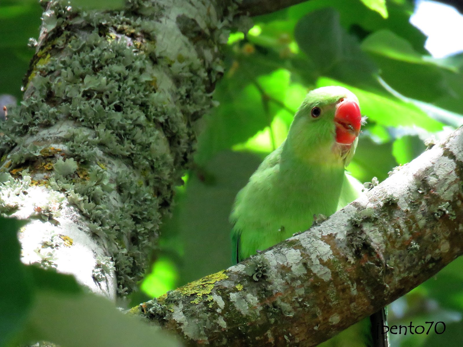Birding Cascais: Periquito-rabijunco / Rose-Ringed Parakeet (Psittacula ...