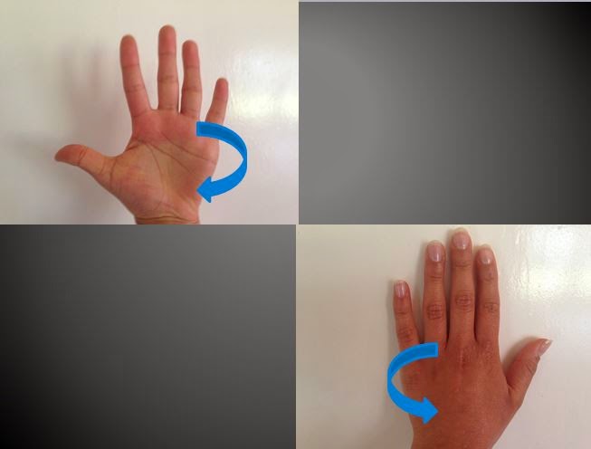 MORFOFISIOLOGIA: INTRODUCCIÓN A LA ANATOMÍA