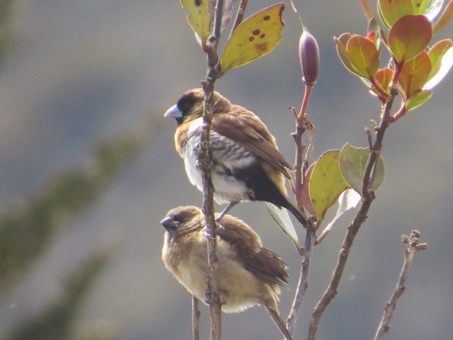 birding never sleeps: August 2013