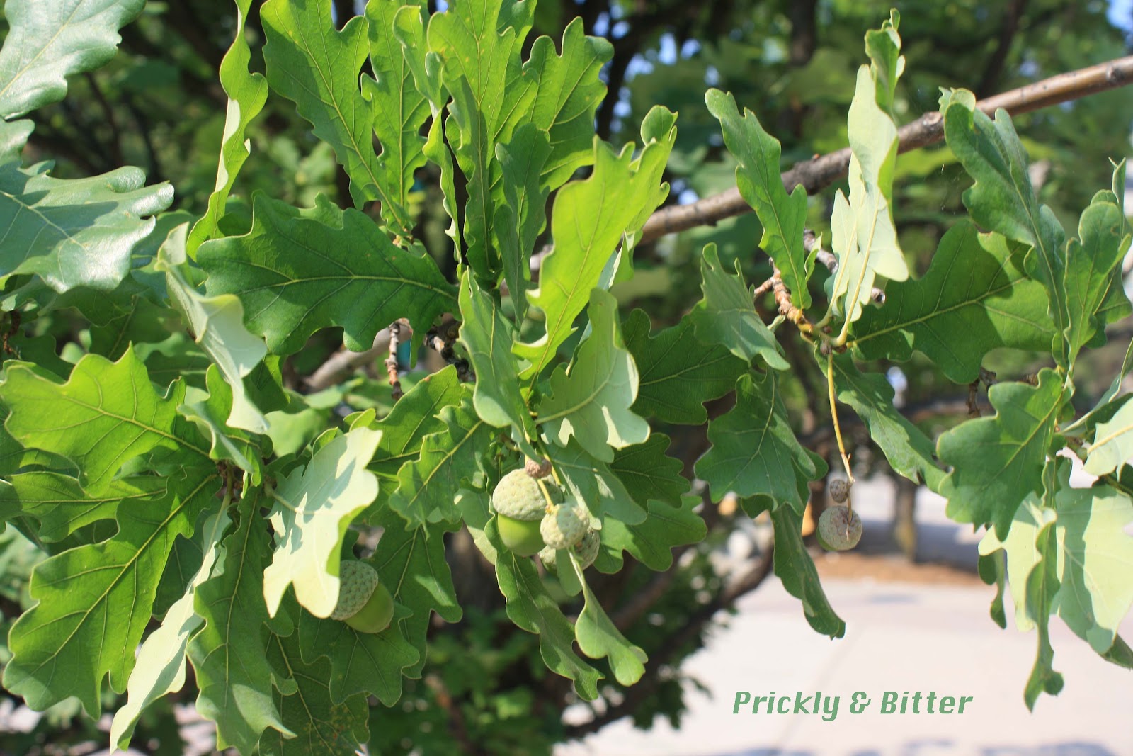 Prickly and Bitter: The English French Oak, or the French English Oak