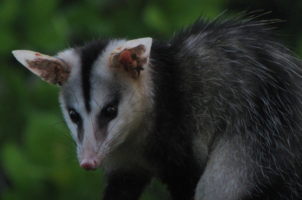 Fotos de 20 animais da Caatinga (No Ceará tem disso sim) | No Ceará Tem ...