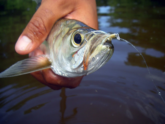 Fly Paper: Juvenile Tarpon in Los Roques
