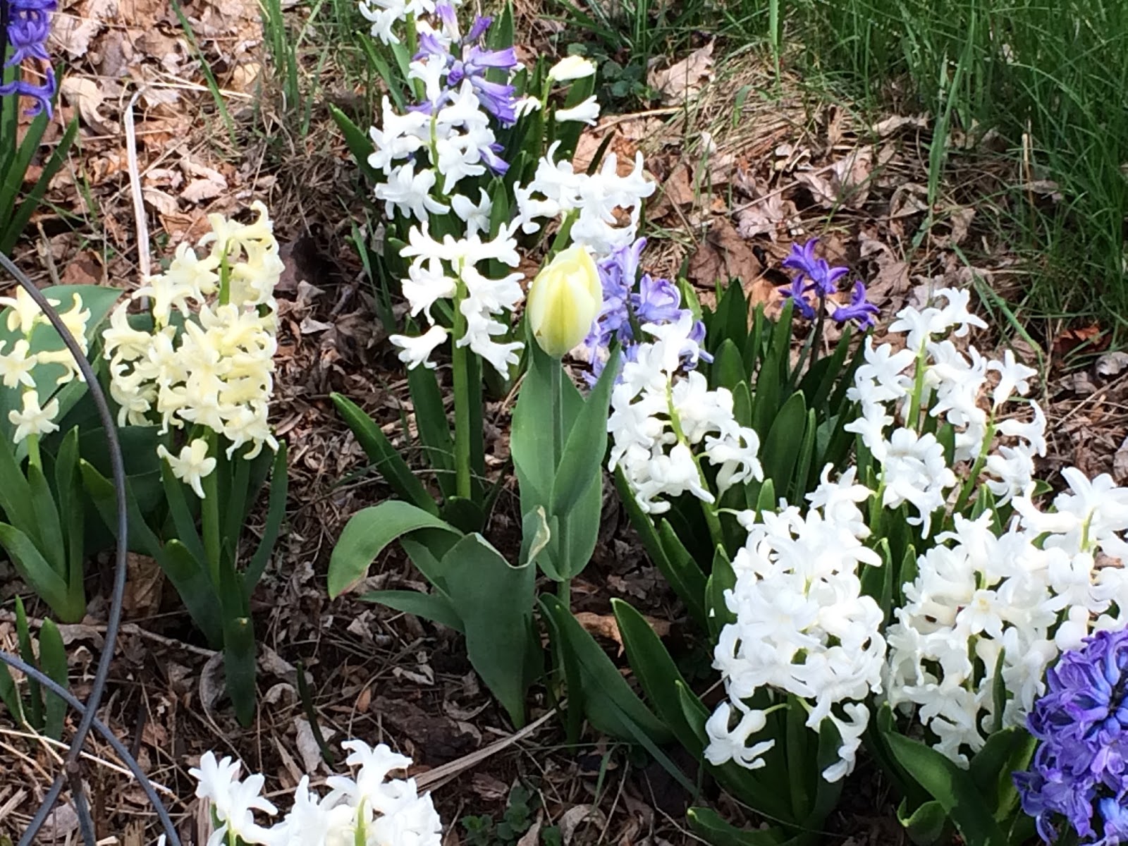 JUST DUCKY!: Garden Thursday