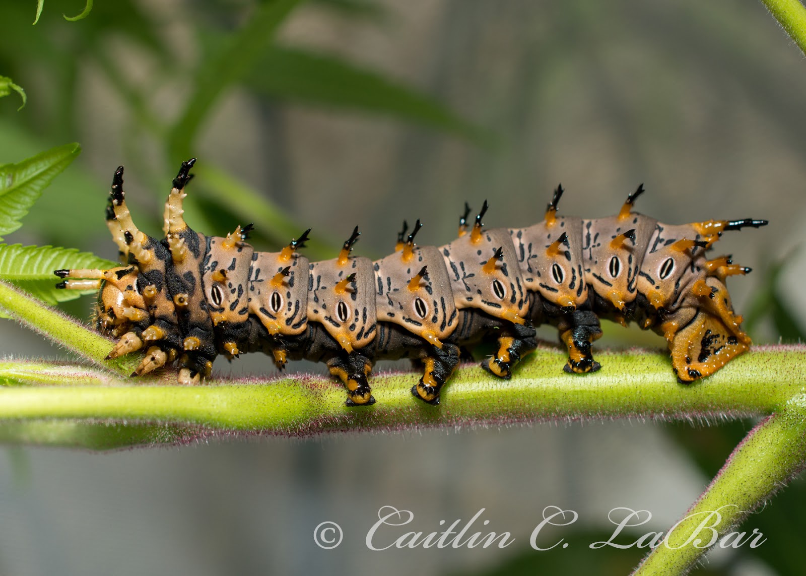 Northwest Butterflies: Citheronia splendens...Splendid Royal Moth