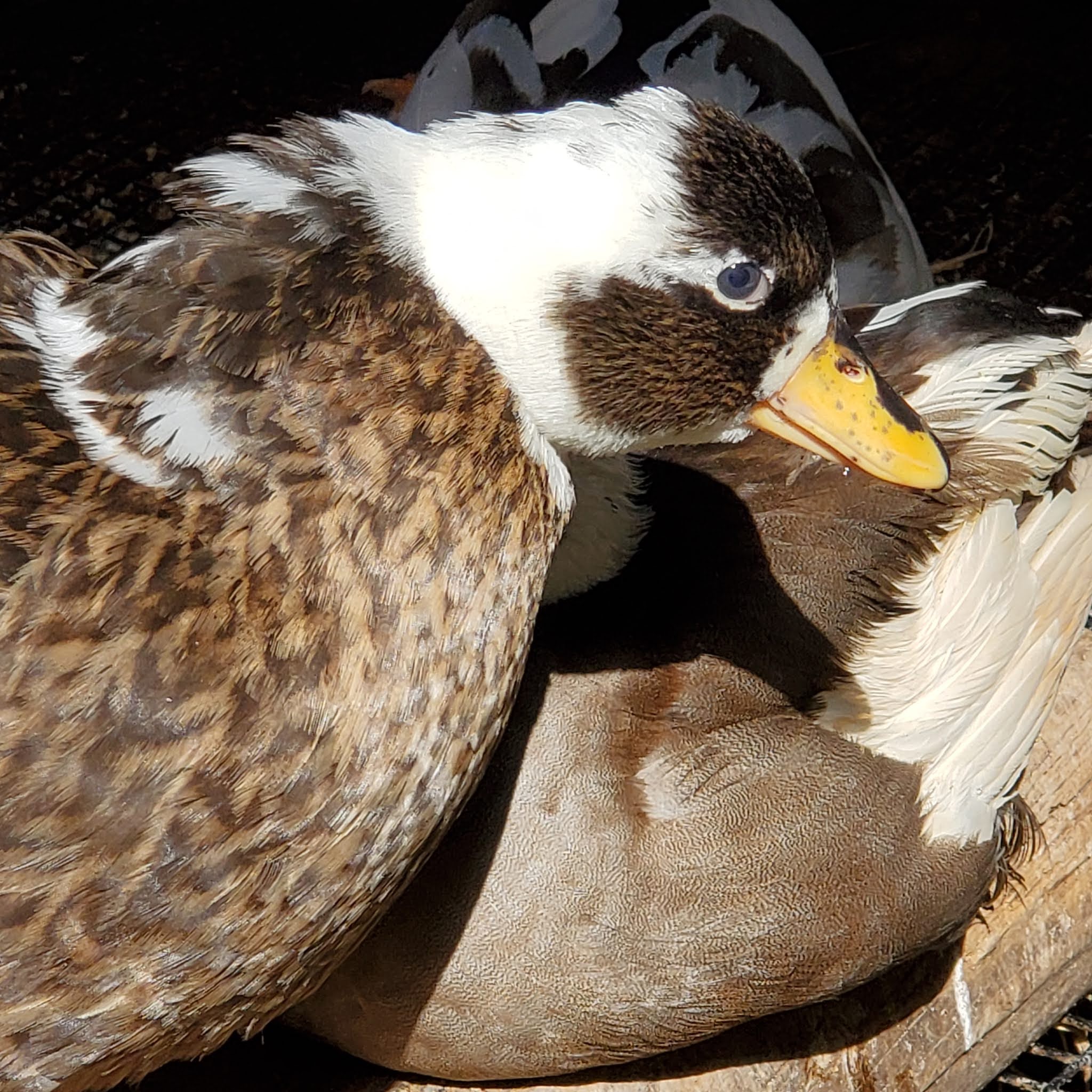 Blue Sky Country Farm: Penciled Call Duck