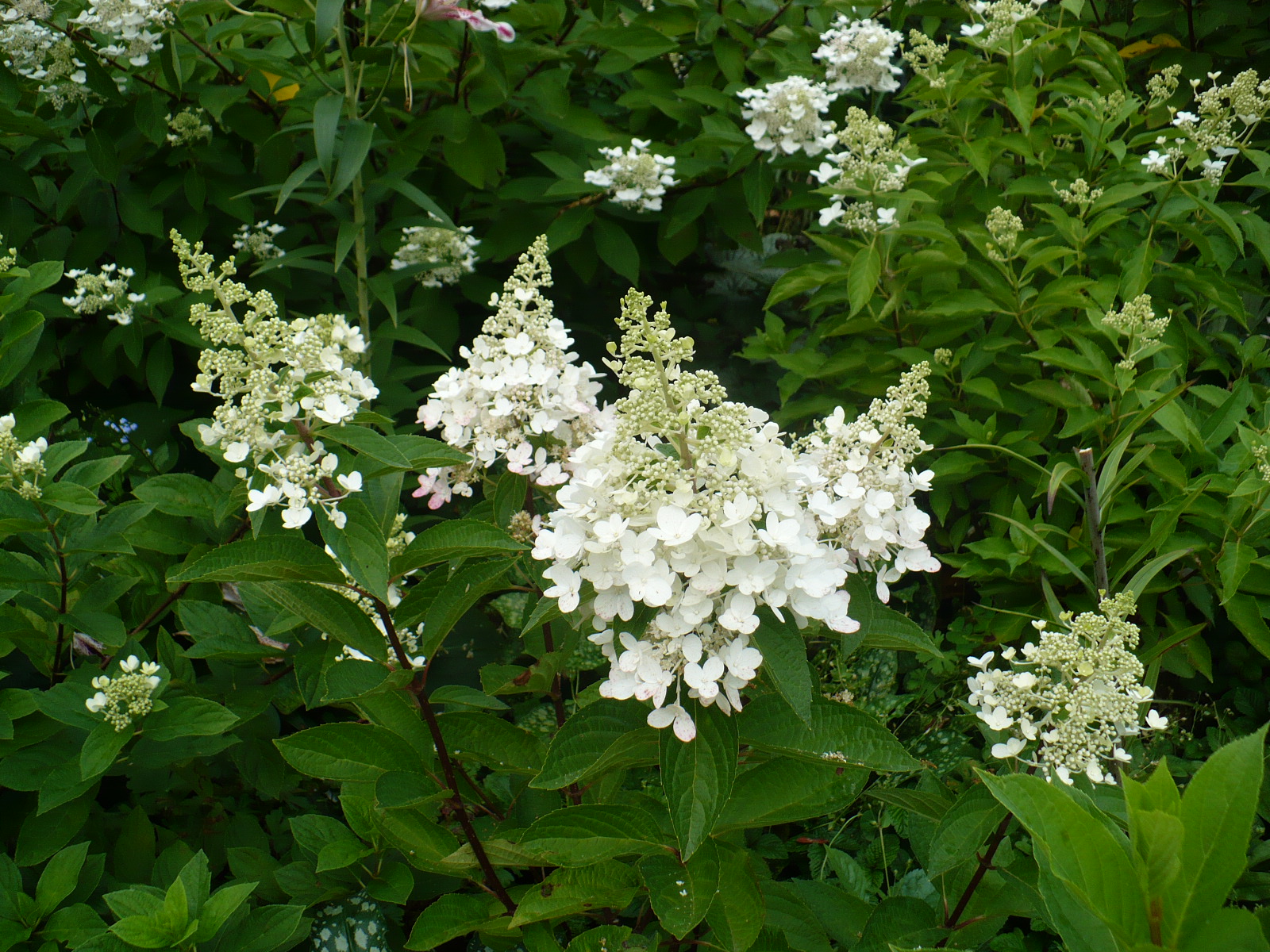 Hydrangea, Hortensja: Hydrangea paniculata (Hortensja bukietowa)'Ruby ...