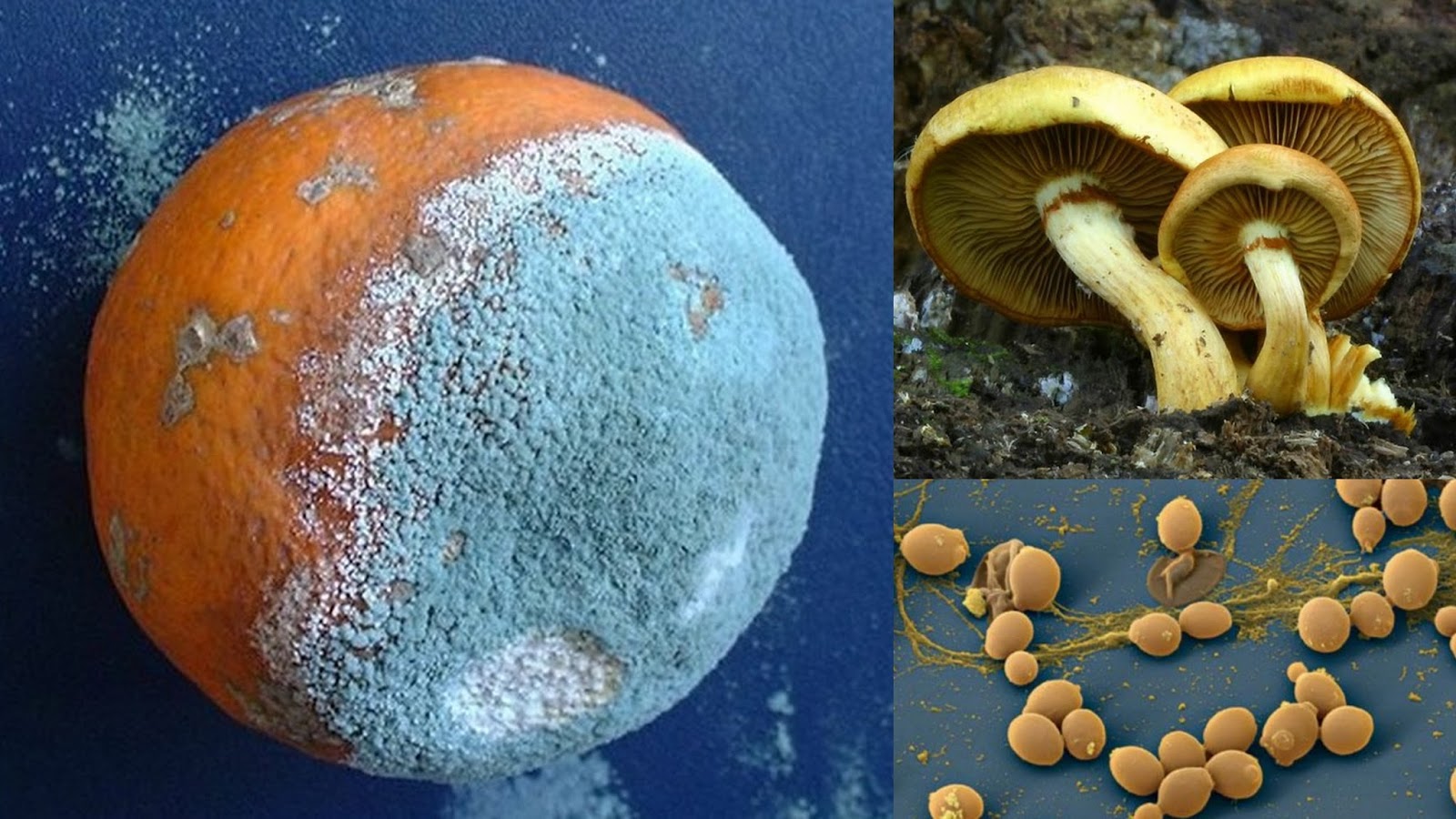 PREPARATORIA ABIERTA NUPLES (SEP): agosto 2015