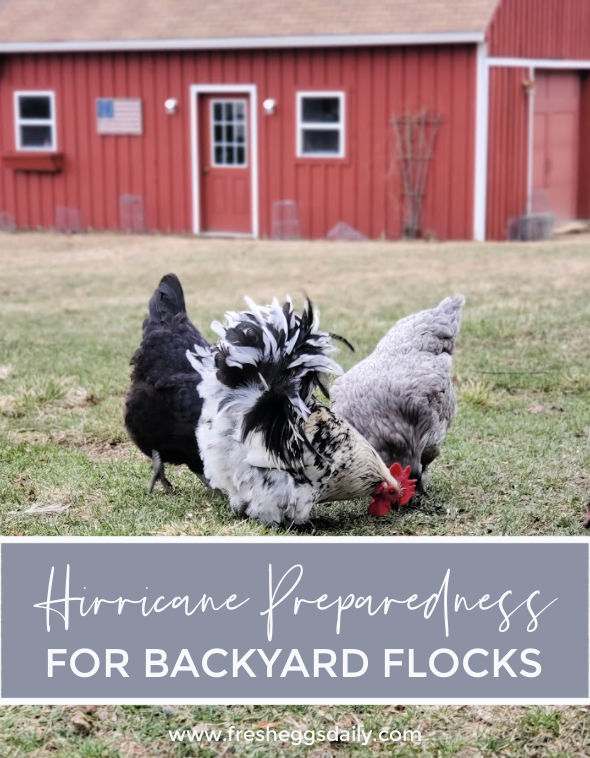 Hurricane and Storm Preparedness for Backyard Chickens - Fresh Eggs Daily®
