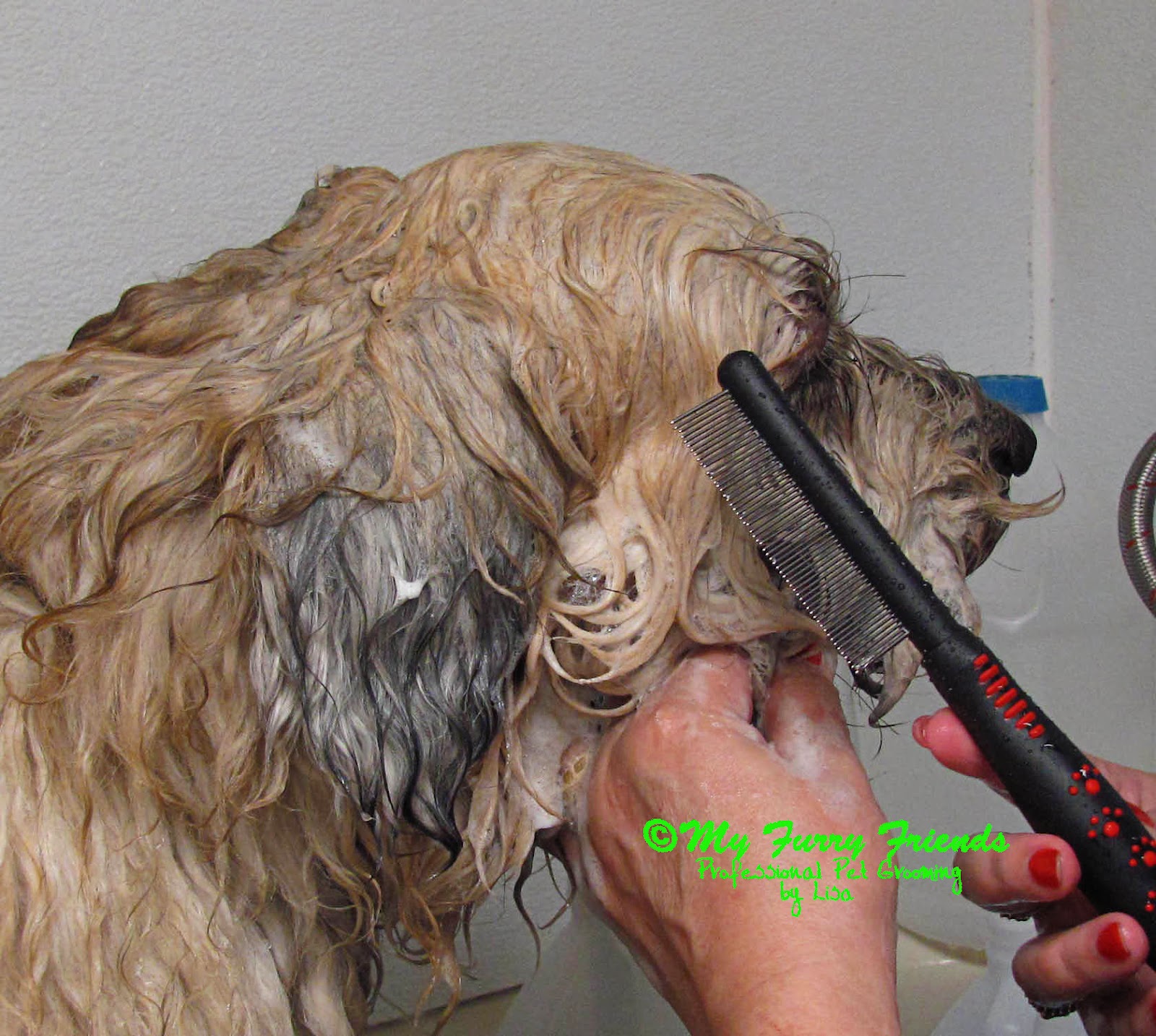 How Do You Wash A Dogs Face