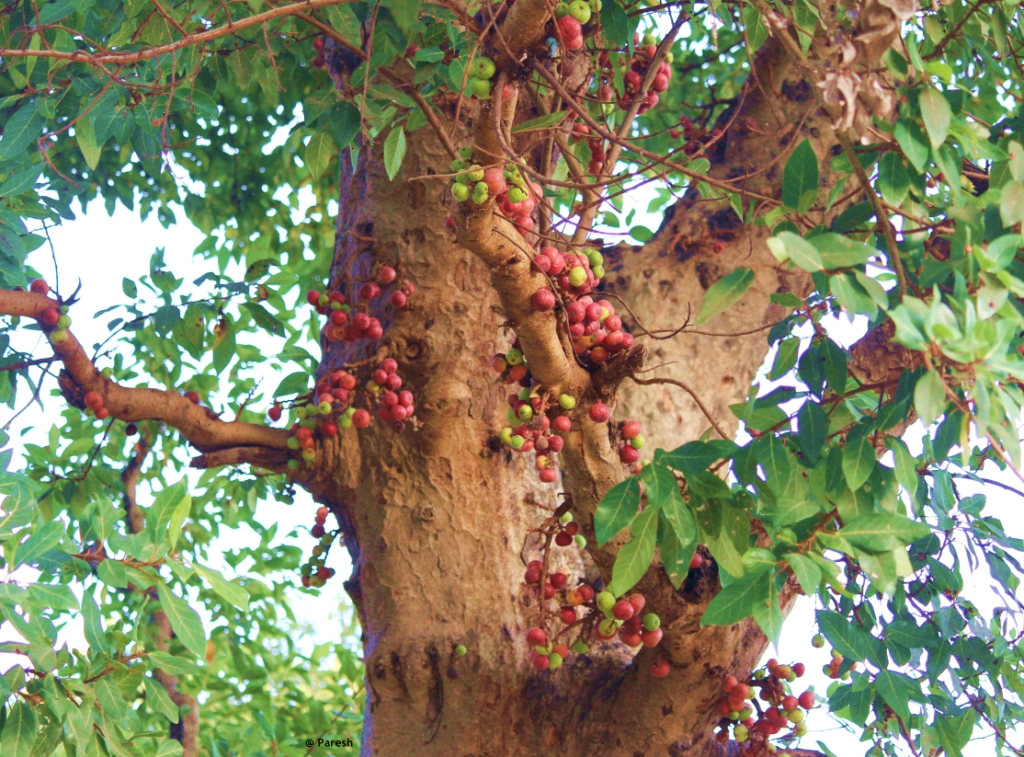 Gifting Trees...: April 2011