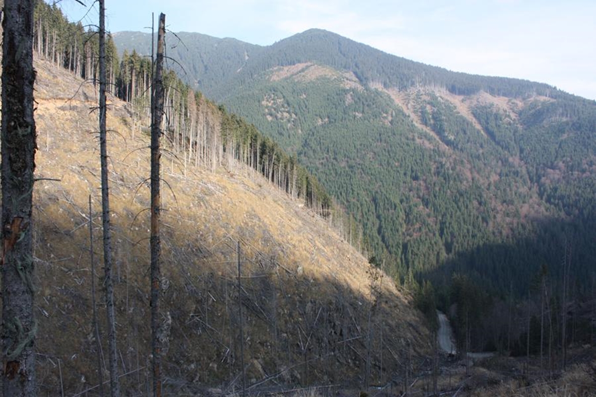 Dreptate pentru Romania: Defrisarile – cea mai importanta problema de ...