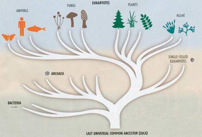 Methow Conservancy: Deep Ecology - The Web of Life