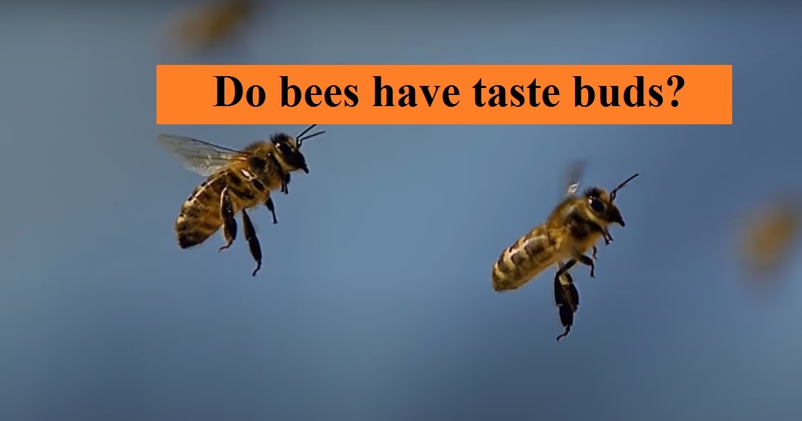 Do bees have taste buds? Bees sense of taste
